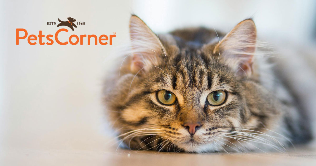 Pets Corner Ecommerce Case Study